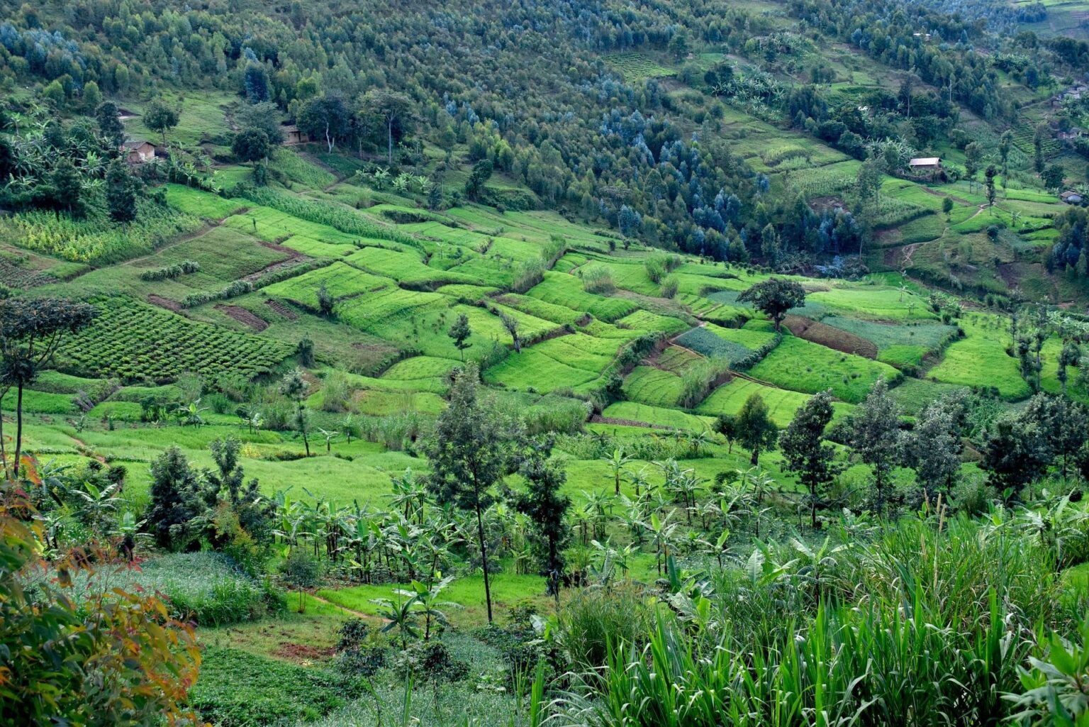 The Batwa People: A Unique Tribe In The Virunga - Amahoro Tours