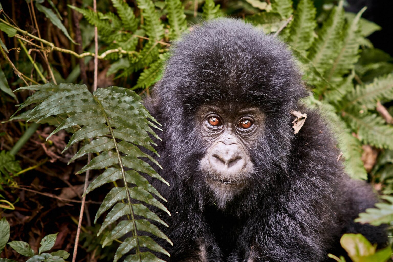 Best Things to Do in Goma Congo - Tourism Tips - Amahoro Tours